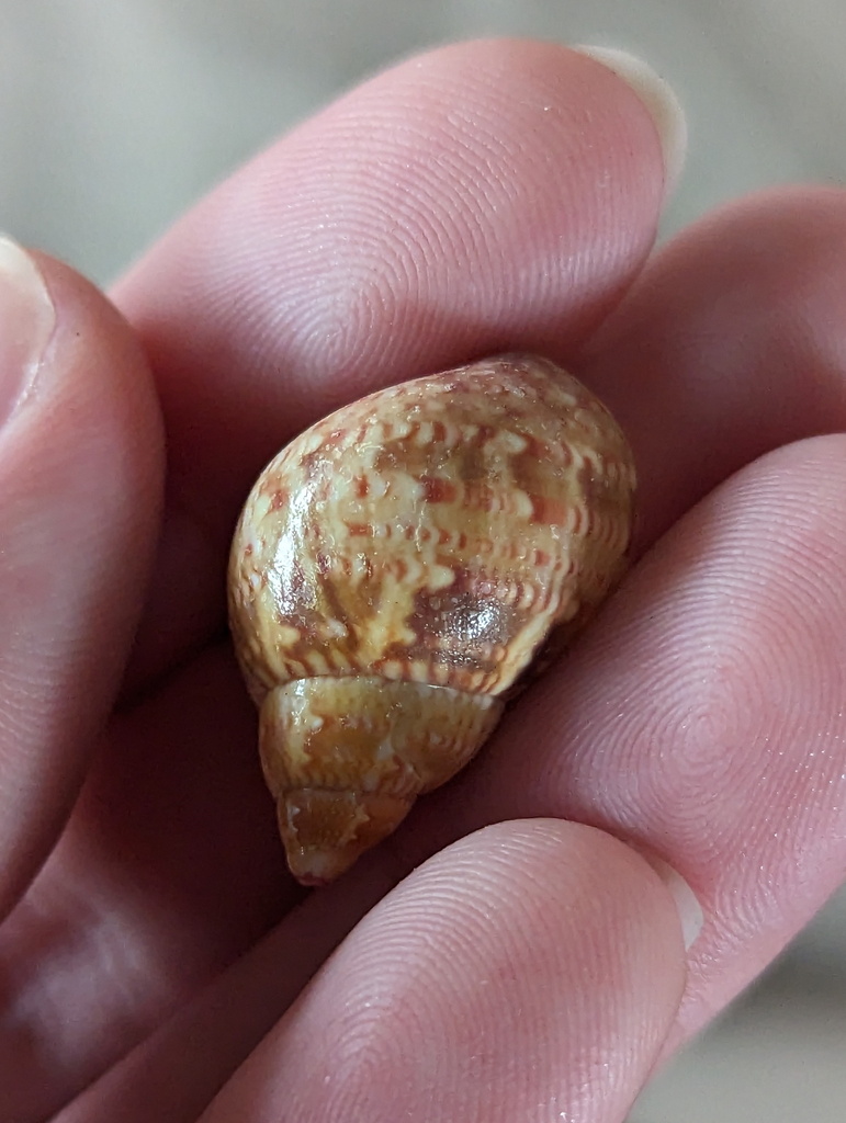 Painted-lady Pheasant Shell from South Mission Beach QLD 4852 ...