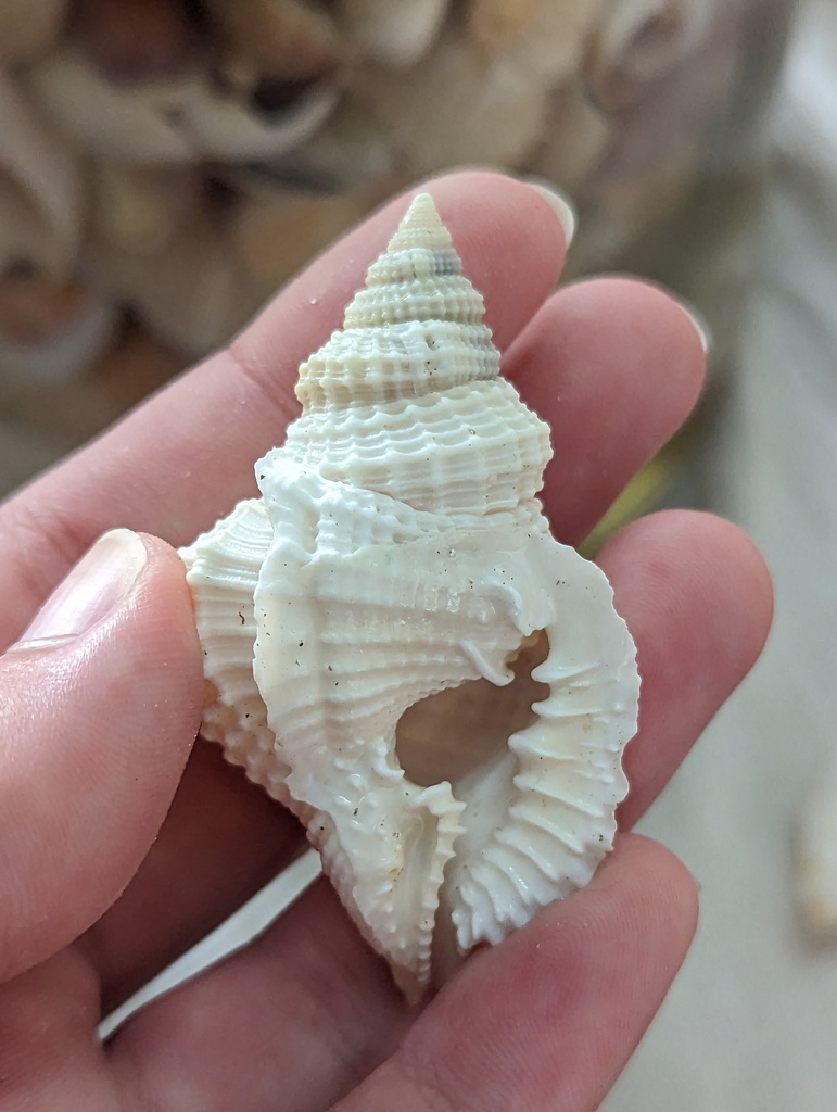 France's Warp Shell from South Mission Beach QLD 4852, Australia on ...