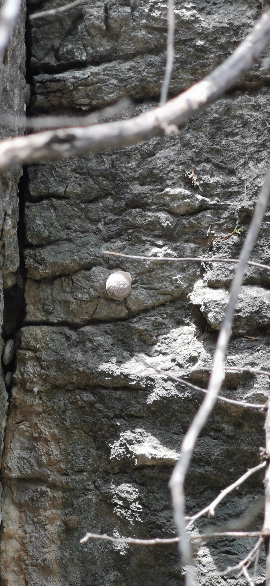 Pseudiberus Ancey, 1887