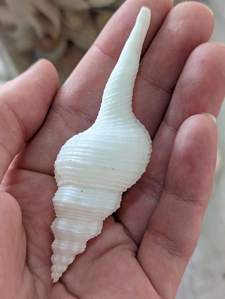 Tulip and Spindle Shells from South Mission Beach QLD 4852, Australia ...