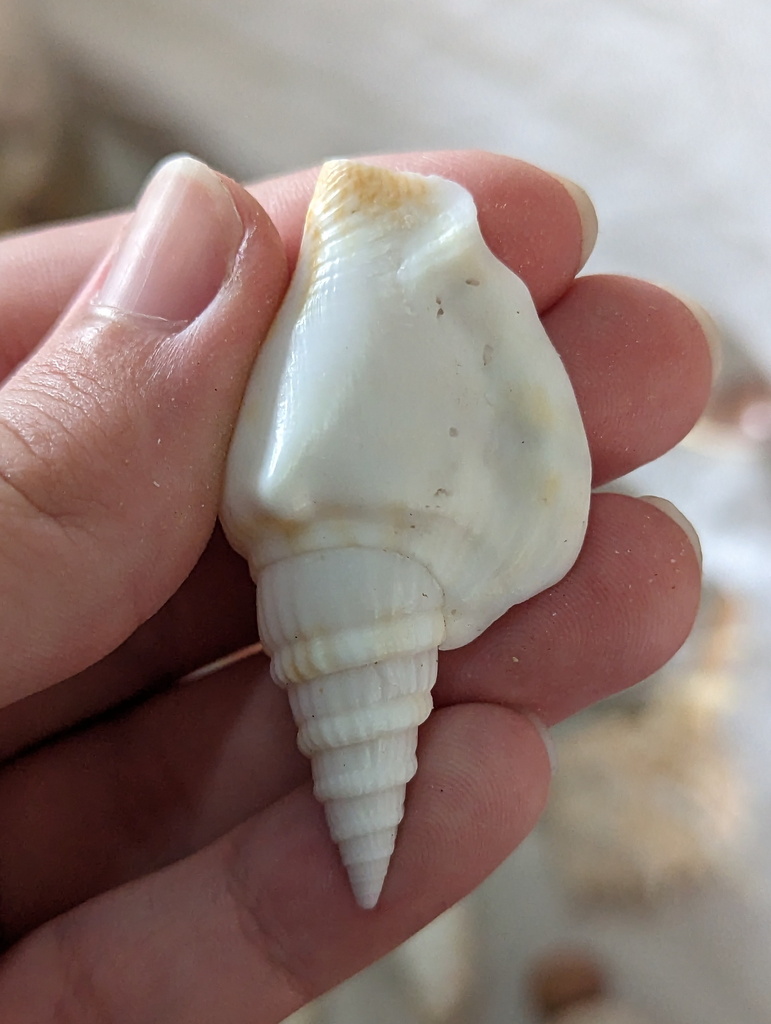 Campbell's Stromb from South Mission Beach QLD 4852, Australia on ...