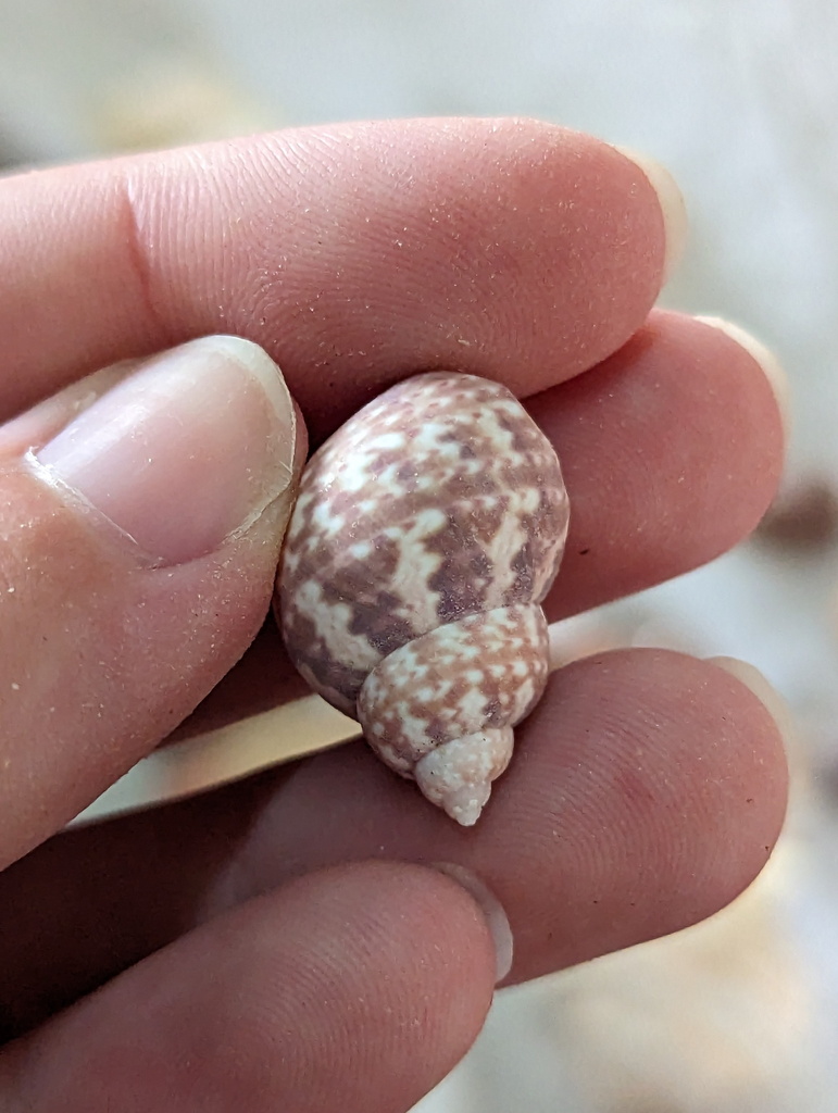 Common pheasant shell from South Mission Beach QLD 4852, Australia on ...