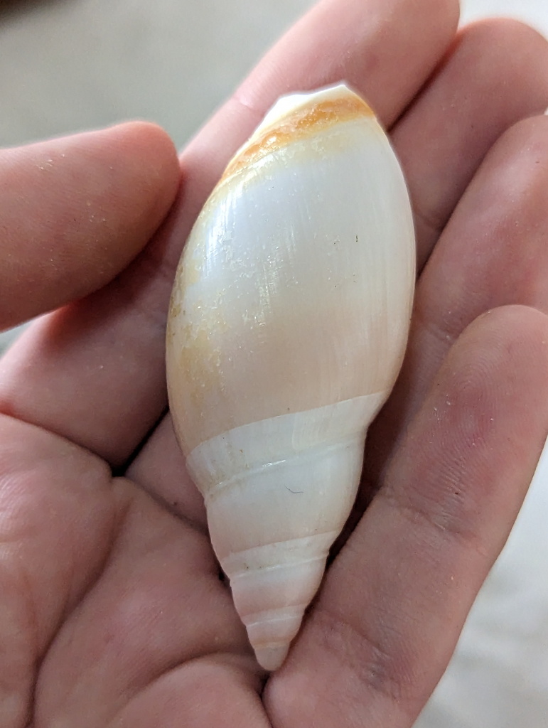 Ancillista cingulata from South Mission Beach QLD 4852, Australia on December 25, 2022 at 01:05 ...