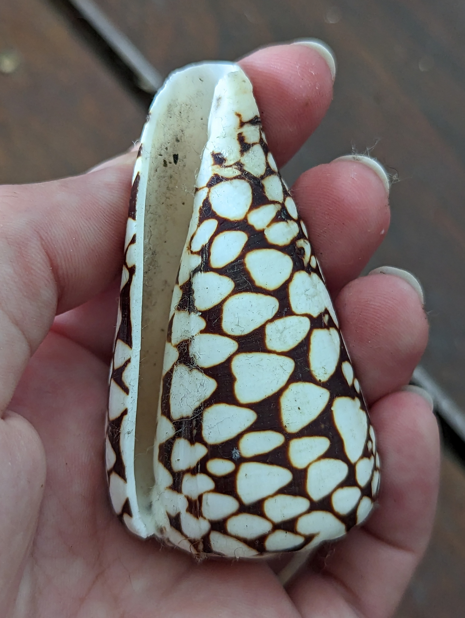 Conus marmoreus Linnaeus, 1758