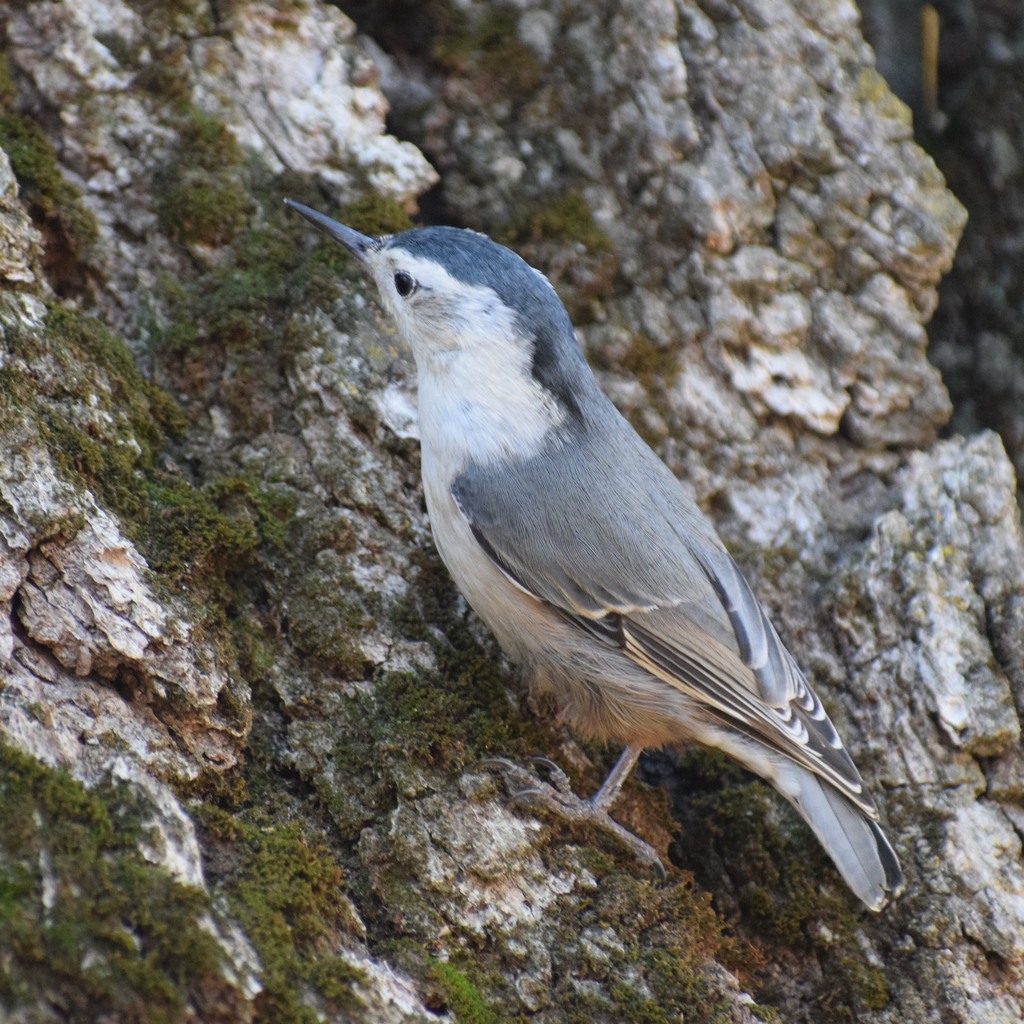 White-breasted Nuthatch from Joseph D. Grant County Park, CA, USA on ...