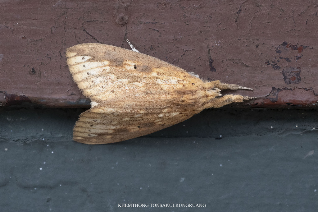 Periergos hunyada from Khao Yai NP on July 29, 2022 at 08:39 AM by ...