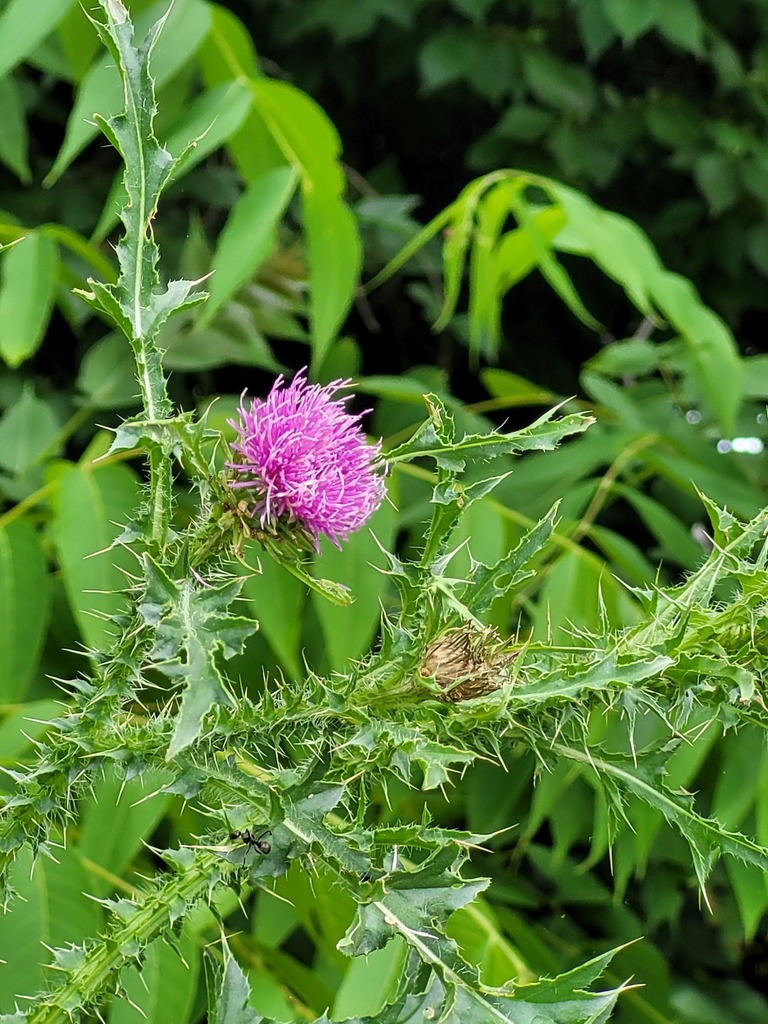 Broad-winged Thistle from Washington County, MD, USA on June 9, 2022 at ...