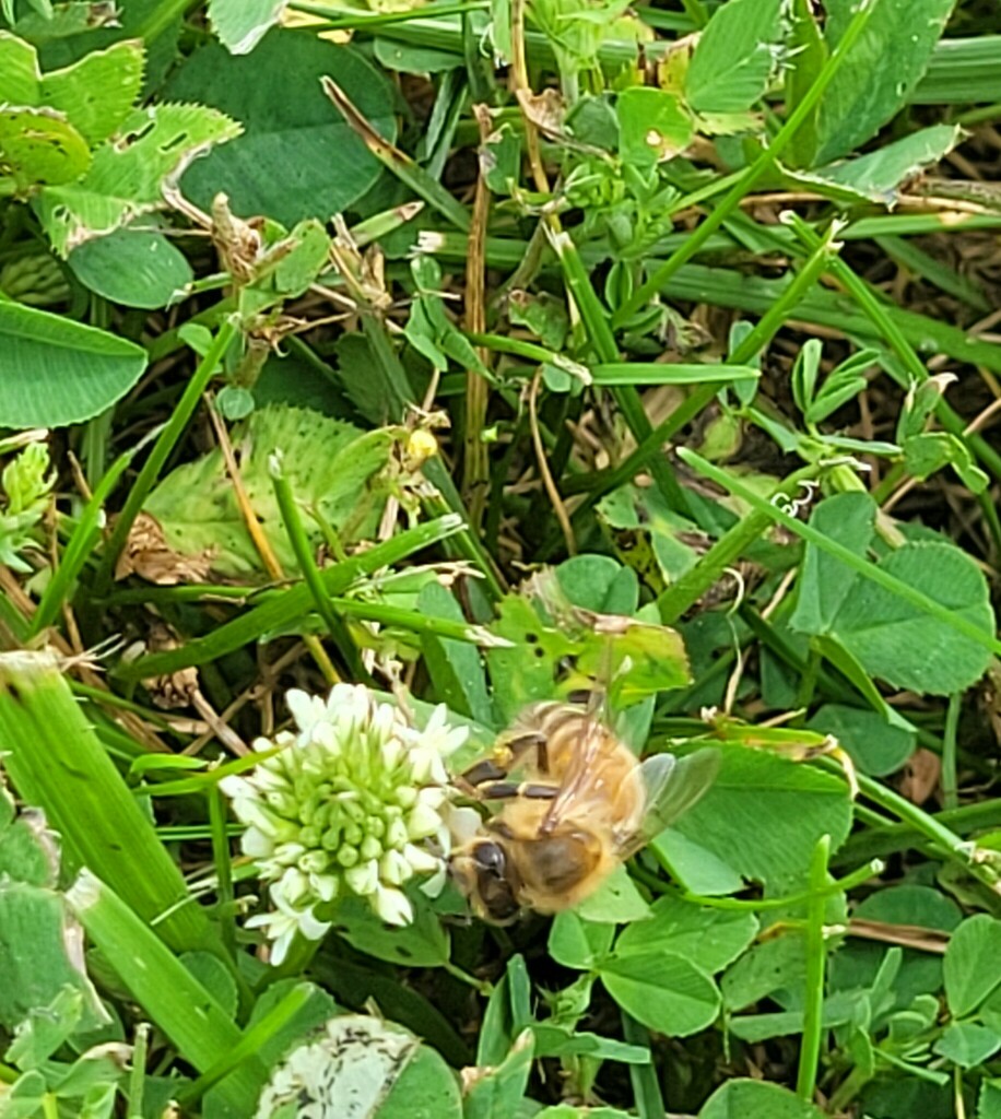 Western Honey Bee from Washington County, MD, USA on June 09, 2022 at ...