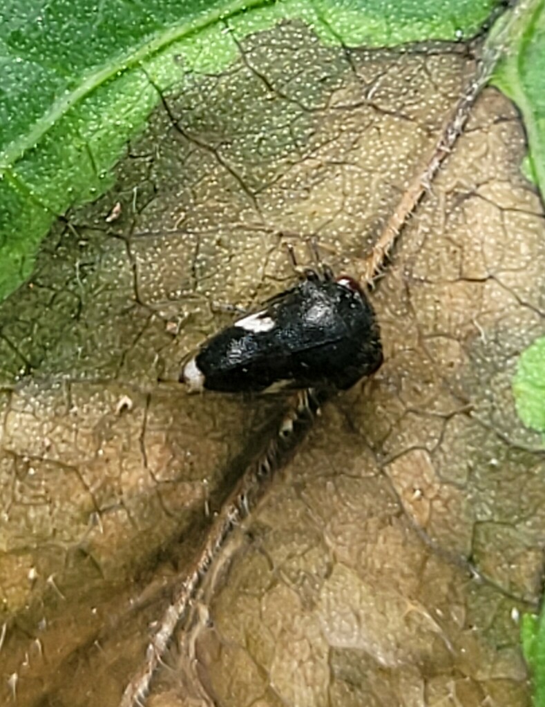 black locust treehopper from Washington County, MD, USA on June 09 ...