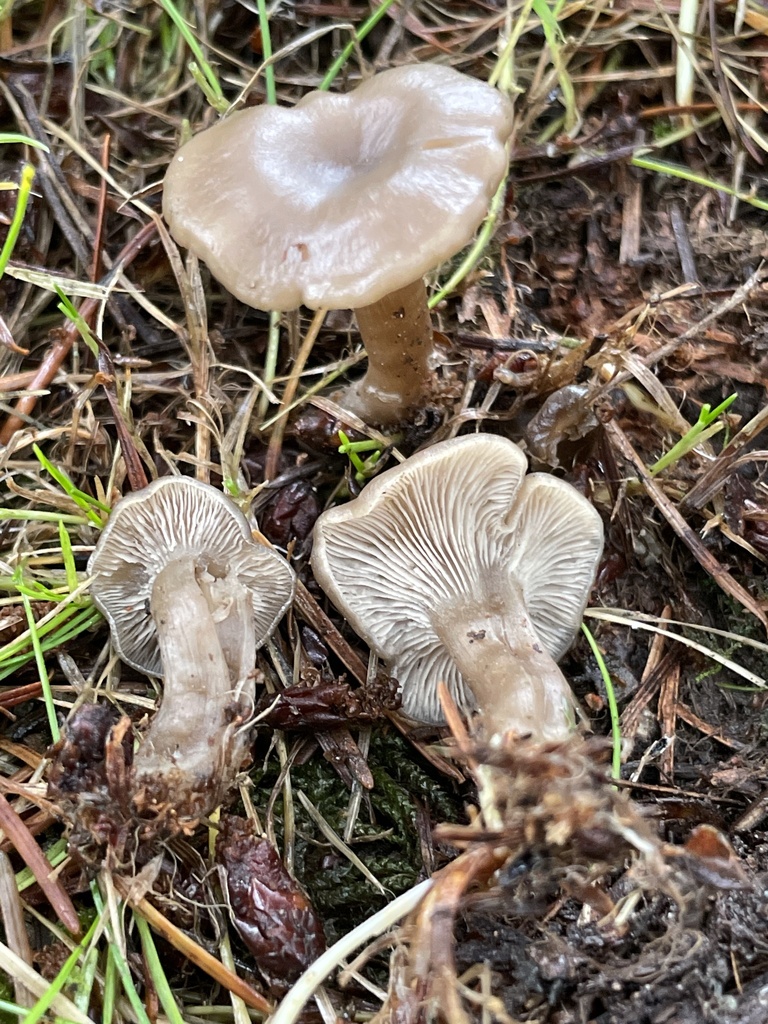 Brownwax Clitocybe from NE 16th Pl, Bellevue, WA, US on December 26 ...