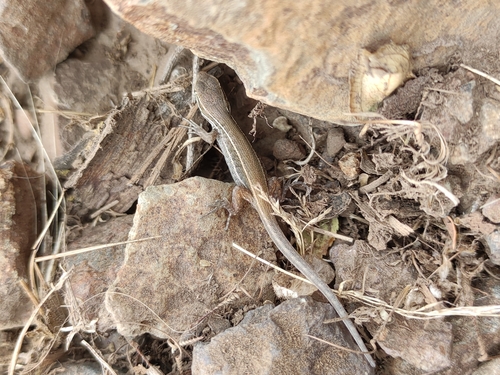 Dusky Smooth-throated Lizard (Liolaemus fuscus) - Snakes and Lizards