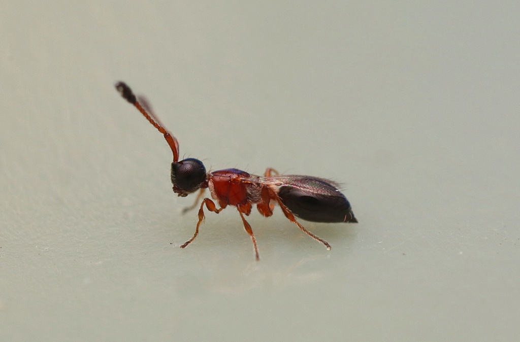 Trichopria from Kaeo, New Zealand on December 20, 2022 at 07:54 AM by ...