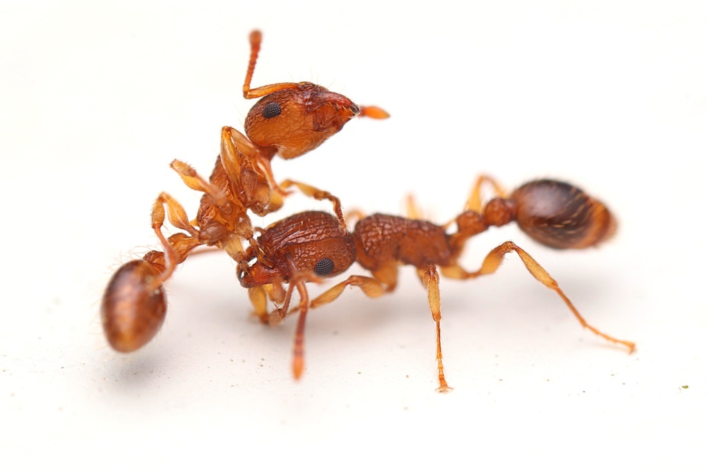 Bicolored Pennant Ant from Kaeo, New Zealand on December 20, 2022 at 08 ...