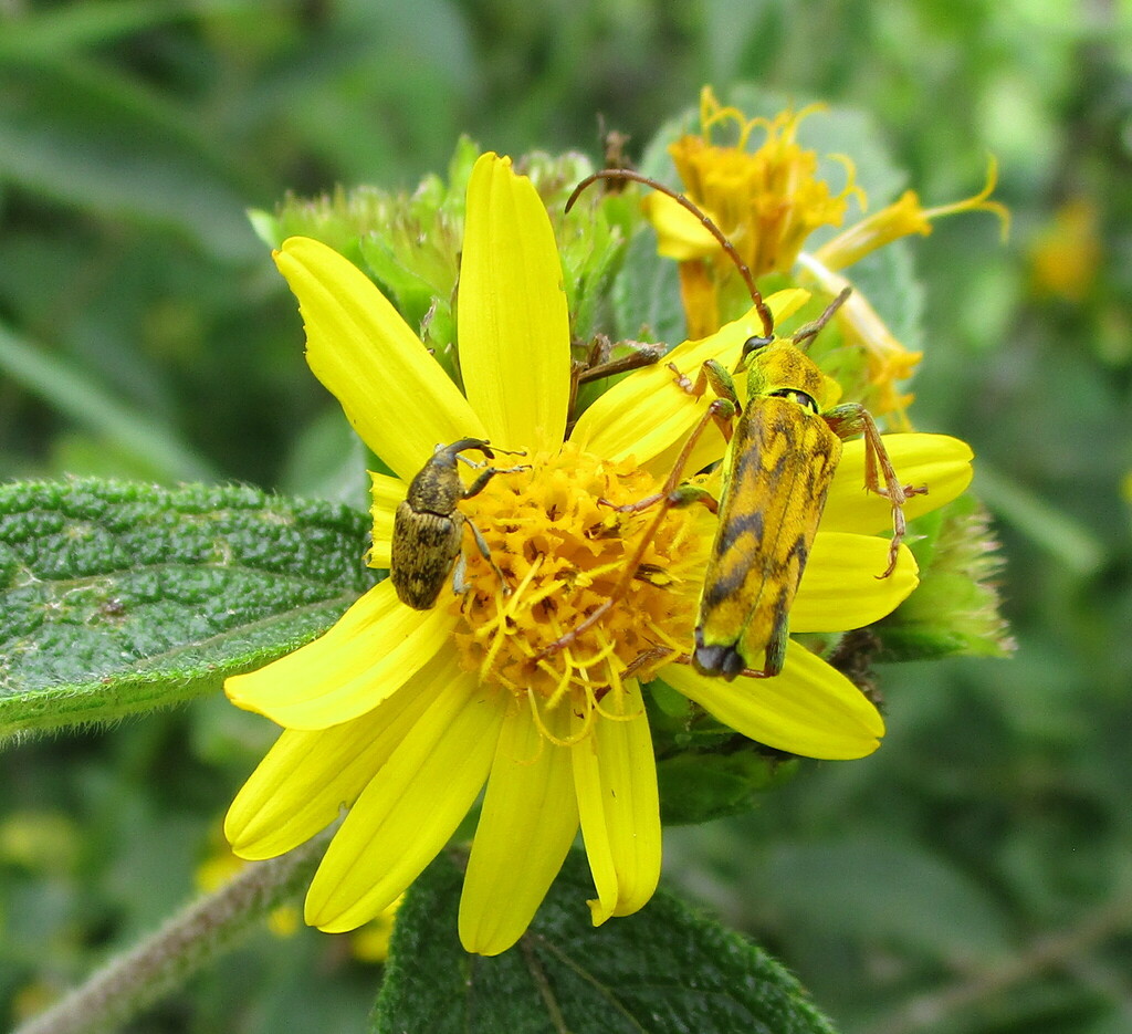 Ochraethes z-littera from Morelia, Mich., México on September 18, 2022 ...