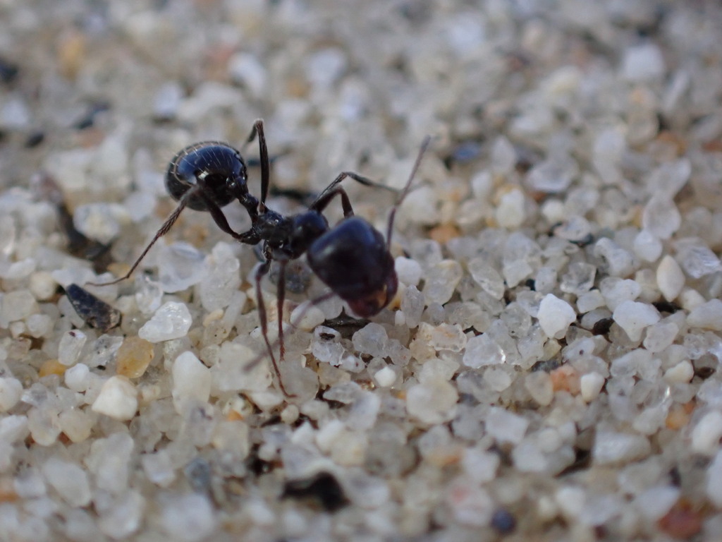 Veromessor pergandei in December 2022 by u_phantasticus · iNaturalist