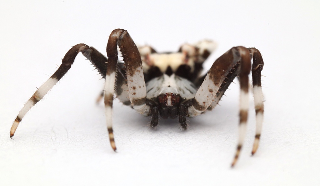 Common Bird-dropping Spider from Kaeo, New Zealand on December 23, 2022 ...