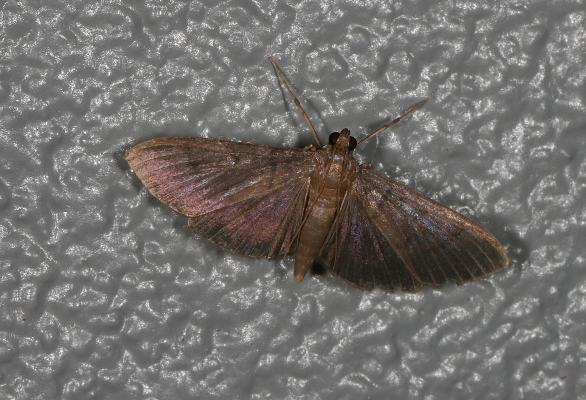 Pramadea Moore, 1888