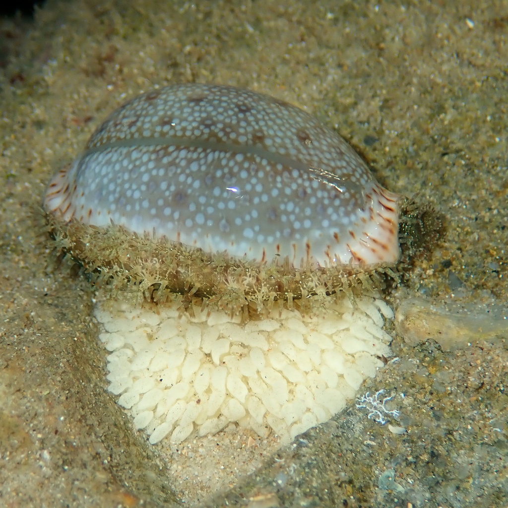 Eroded Cowry from Angourie, NSW, AU on December 27, 2022 at 07:15 AM by ...