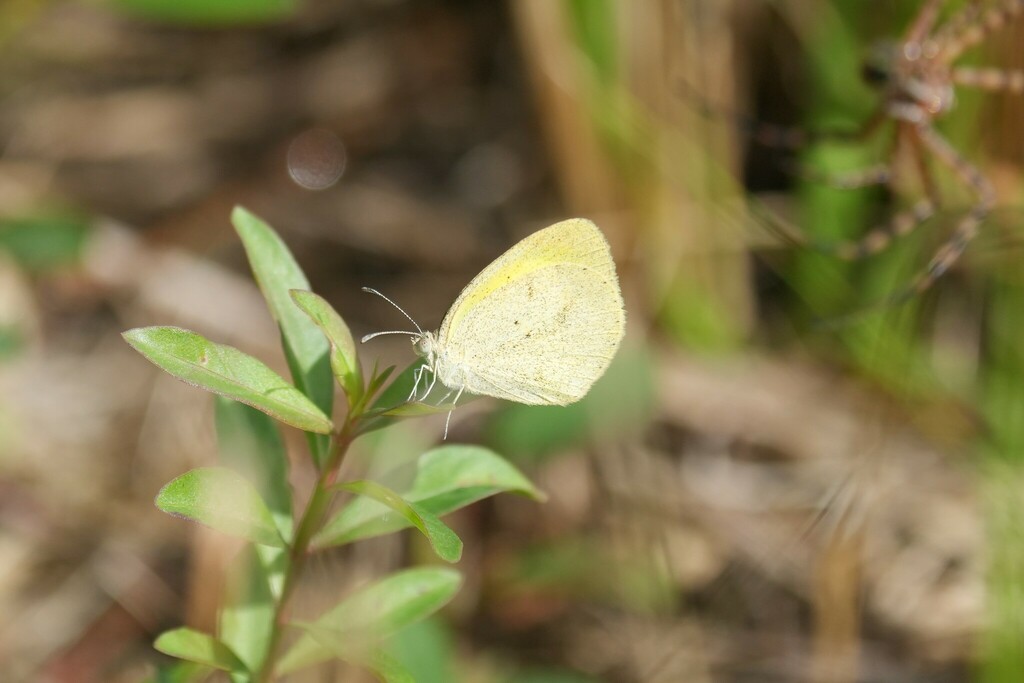 Barred Yellow from Miami-Dade, Florida, United States on December 23 ...