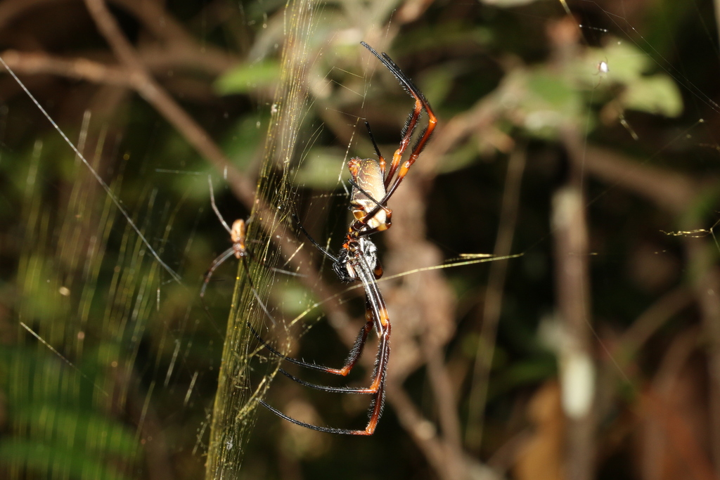 Tiger Spider from Caloundra - Caloundra S., Queensland, Australia on ...