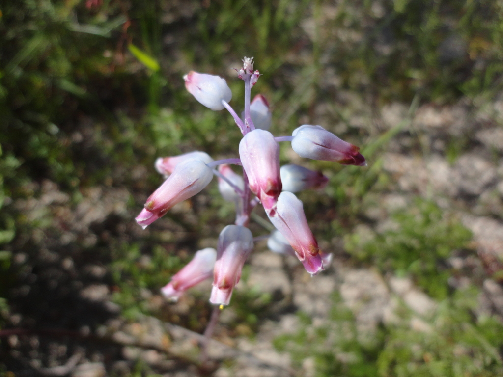 Banded Viooltjie from West Coast Peninsula, South Africa on September ...