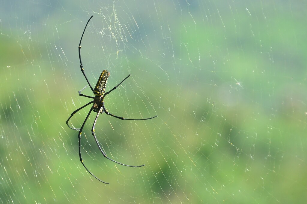 Giant Golden Orbweaver from Buleleng Regency, Bali, Indonesia on ...