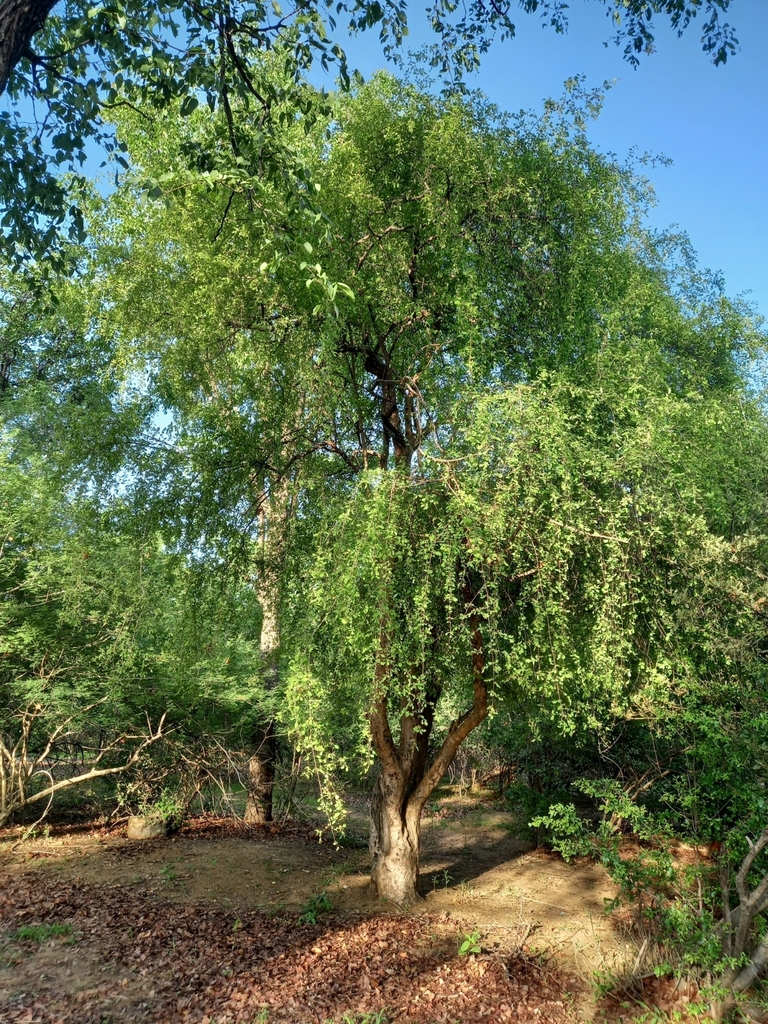 Zambezi Coca Tree from Kariba, Zimbabwe on December 12, 2022 by bethzim ...