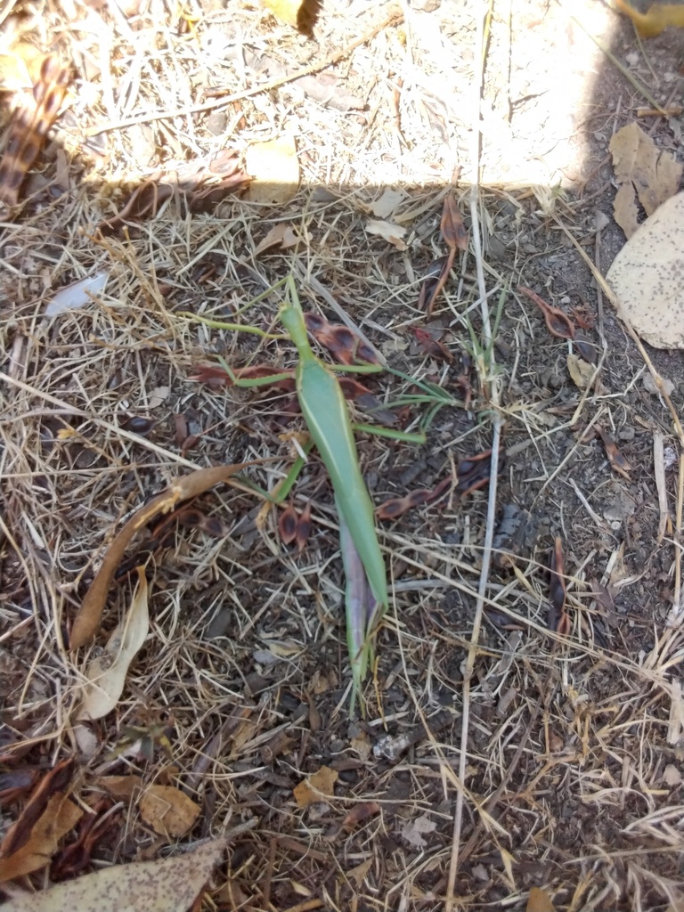 Podacanthus from Sydney NSW, Australia on December 27, 2022 at 03:19 PM ...