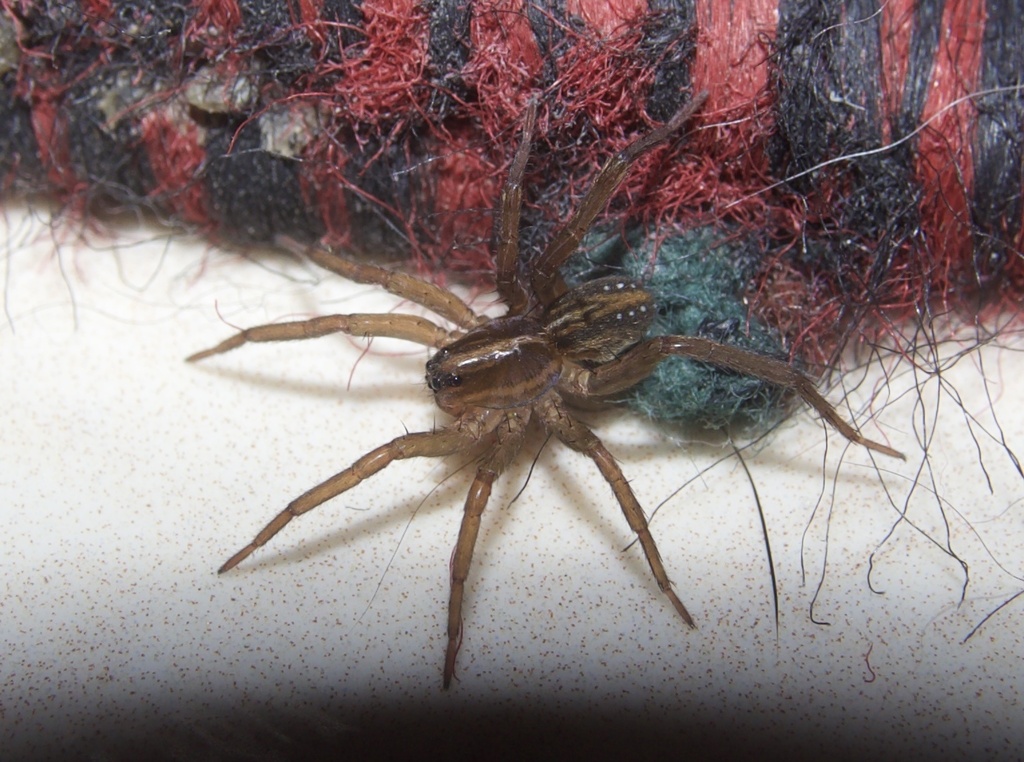 Wolf Spiders from Trinidad, Trinidad and Tobago, TT on December 26 ...