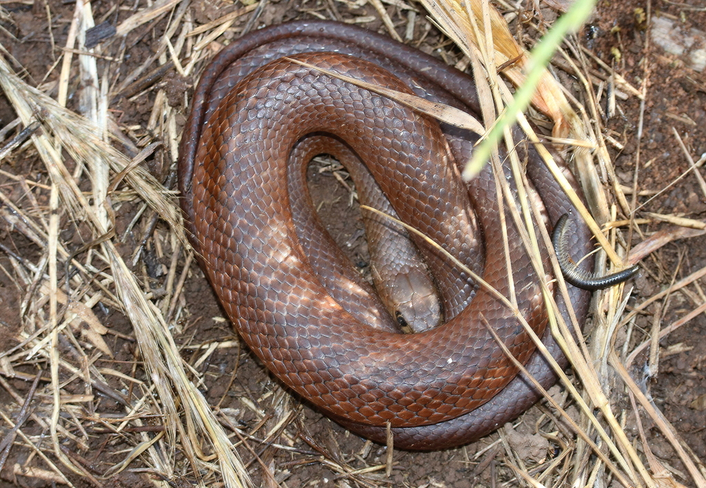 Eastern Brown Snake from Little River Ripley Reserve VIC 3340 ...
