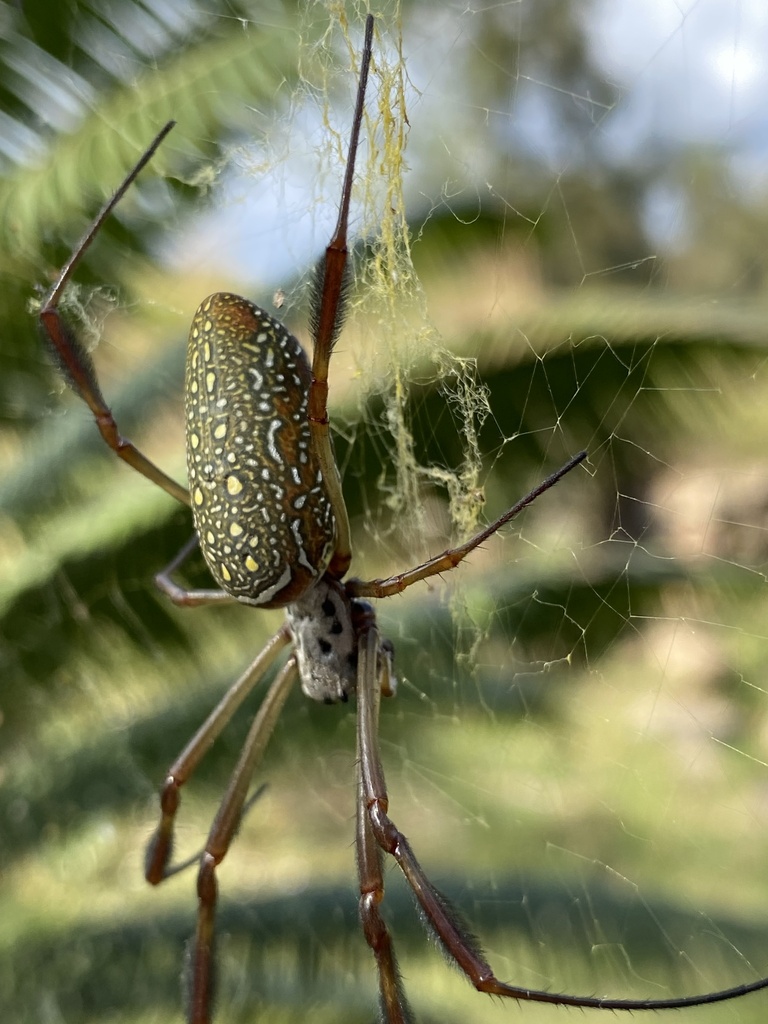 Golden Silk Spider from Tonila, JAL, MX on December 26, 2022 at 03:10 ...