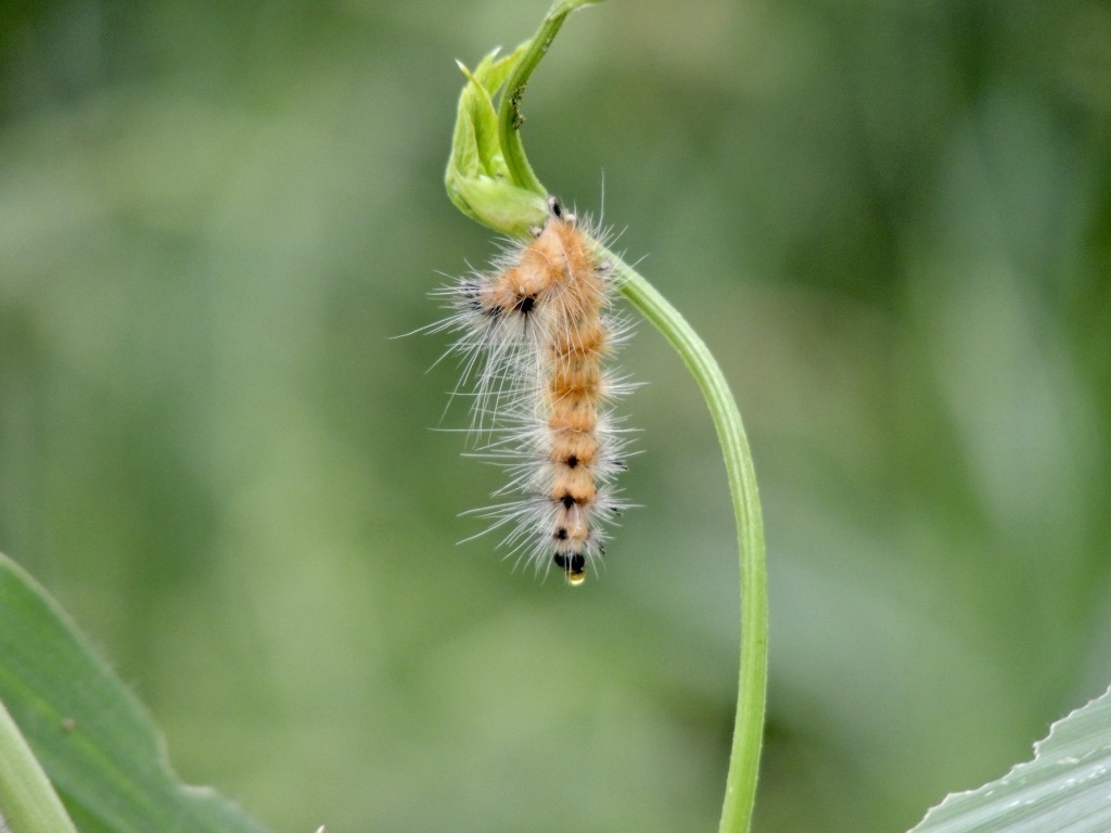 Jute Hairy Caterpillar Moth from Jammu on September 15, 2018 at 06:14 ...