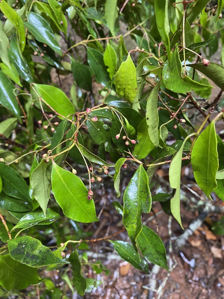 Waterberries from D’Aguilar National Park, Mount Glorious, QLD, AU on ...