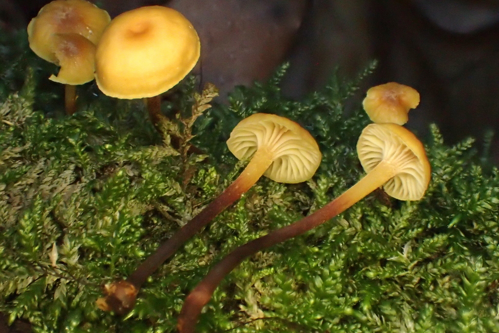 pinelitter gingertail from Amador, California, United States on ...