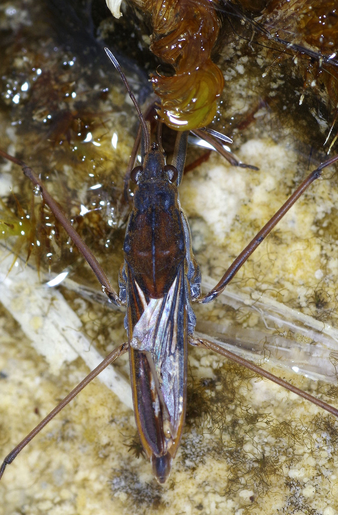 Gerris costae from Montaimont, 73130 Saint-François-Longchamp, France ...