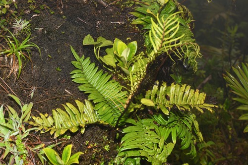 Parablechnum lechleri · iNaturalist Australia