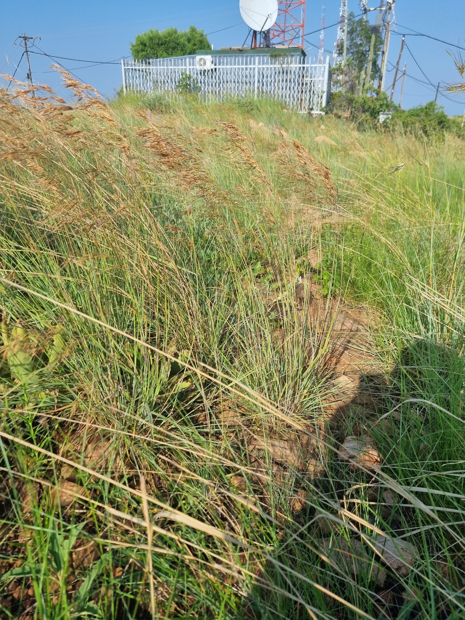 Loudetia simplex (Nees) C.E.Hubb.