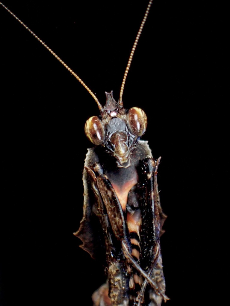 Parablepharis kuhlii from Sabah, Malaysia on October 29, 2022 at 09:32 ...