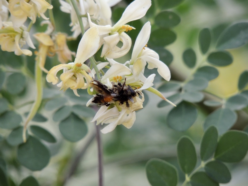 Flower Crab Spiders from Jammu on May 21, 2018 at 06:40 PM by Dr.Uma ...