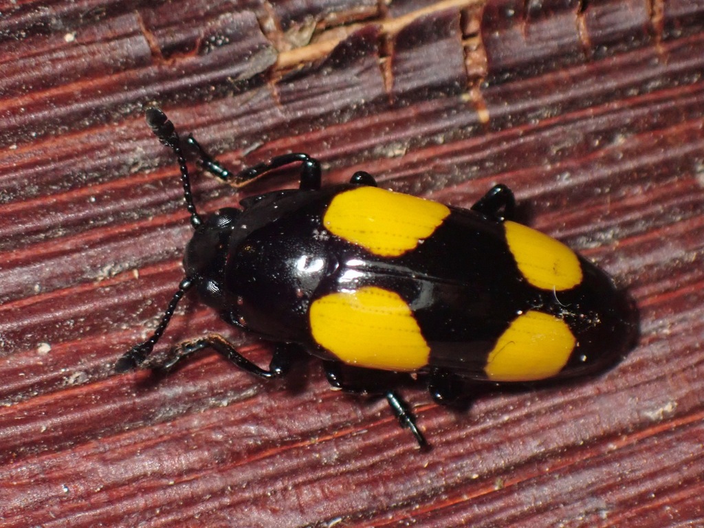 Aulacocheilus from Sabah, Malaysia on October 29, 2022 at 06:20 PM by ...