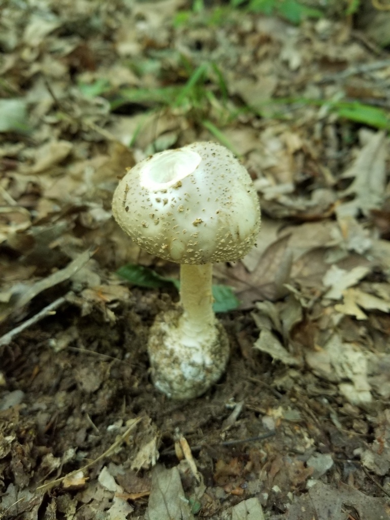 Atkinson's Lepidella from 1810 State Road 46 East, Nashville, Indiana ...