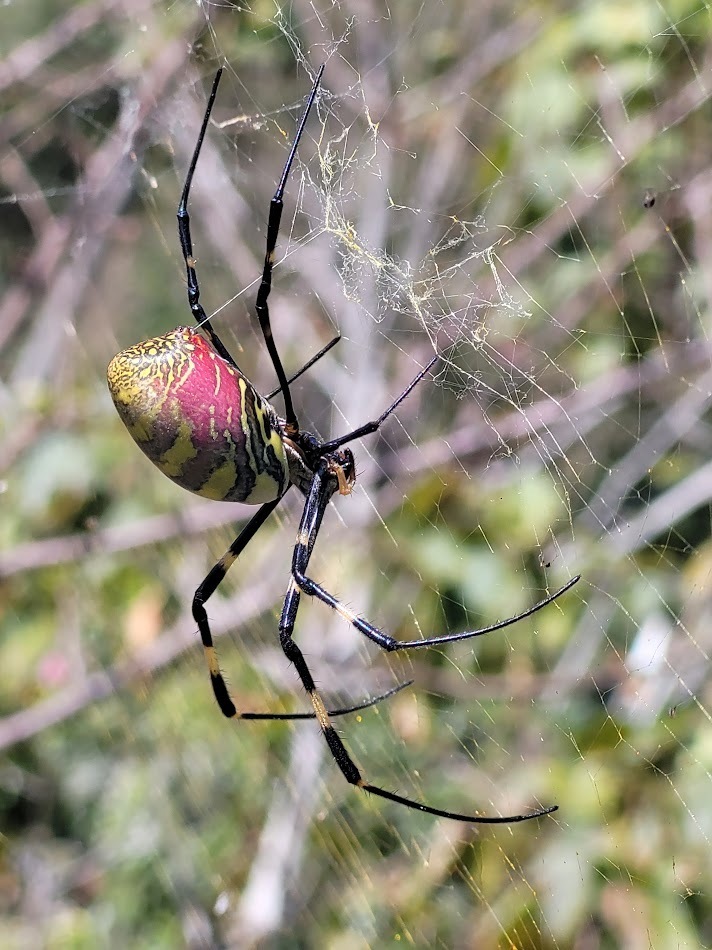 Joro Spider from 60594台灣嘉義縣阿里山鄉2鄰86號 on December 24, 2022 at 10:22 PM ...