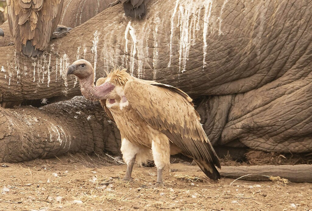 Cape Griffon from Mopani District Municipality, South Africa on August ...