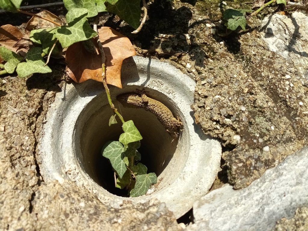 Moorish Gecko from Marsano 1/, 16167 Genova GE, Italia on December 27 ...