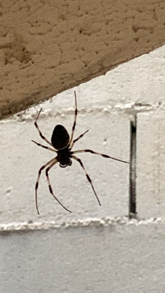 African Hermit Spider from Estrada Velha de Maricá, São Gonçalo, RJ, BR ...