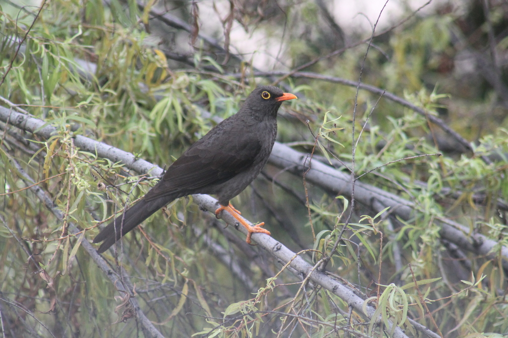 Great Thrush from Spring, Suba, Bogotá, Colombia on November 26, 2022 ...