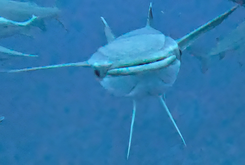 Common Remora on December 26, 2022 at 09:27 AM by Jamie Holloway ...