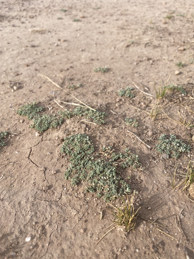 (Atriplex nitrophiloides) - Botanical Realm
