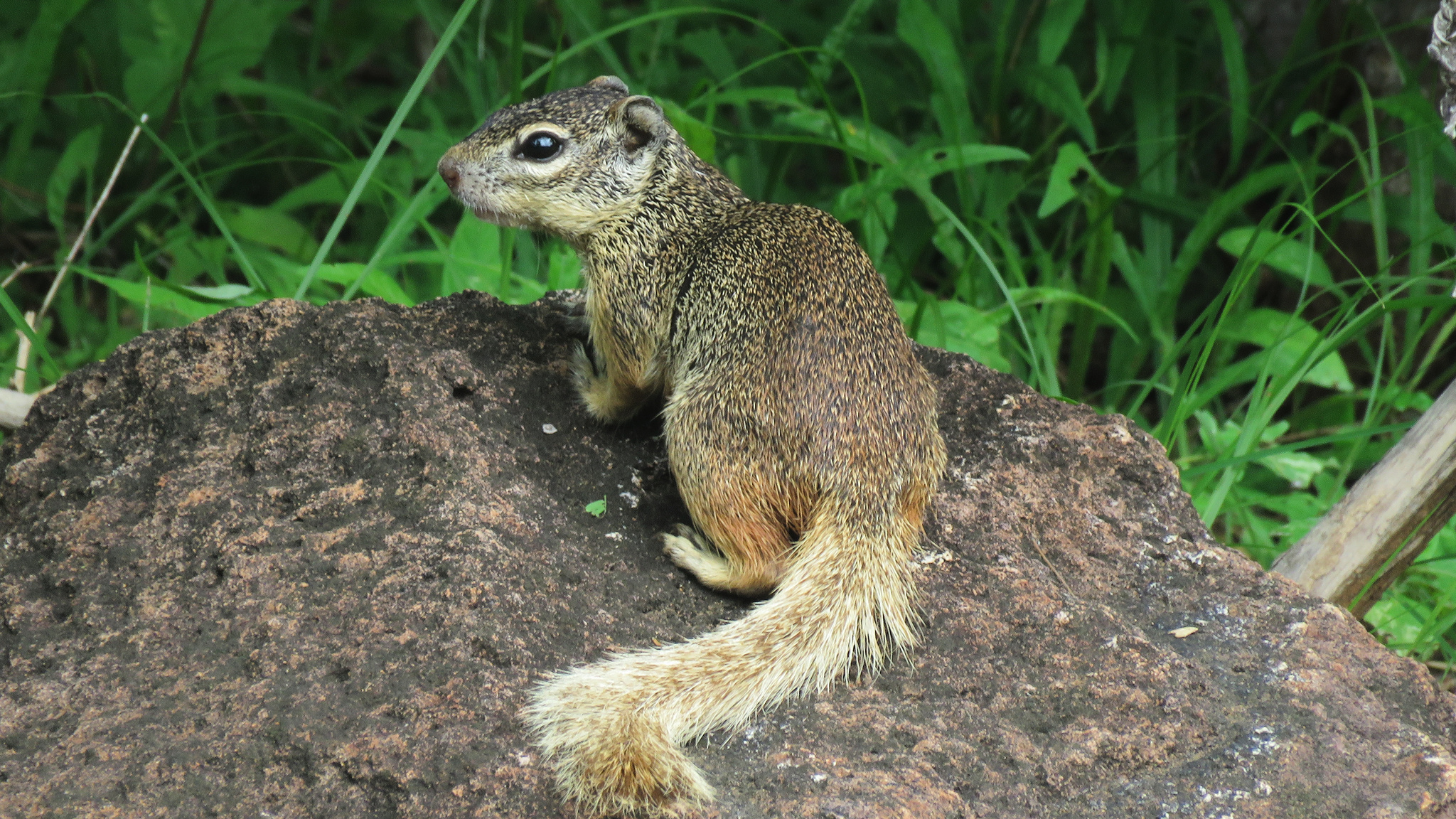Notocitellus adocetus (Merriam, 1903)