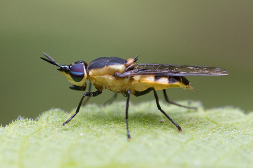 Rhingiopsis jamesi · iNaturalist Ecuador